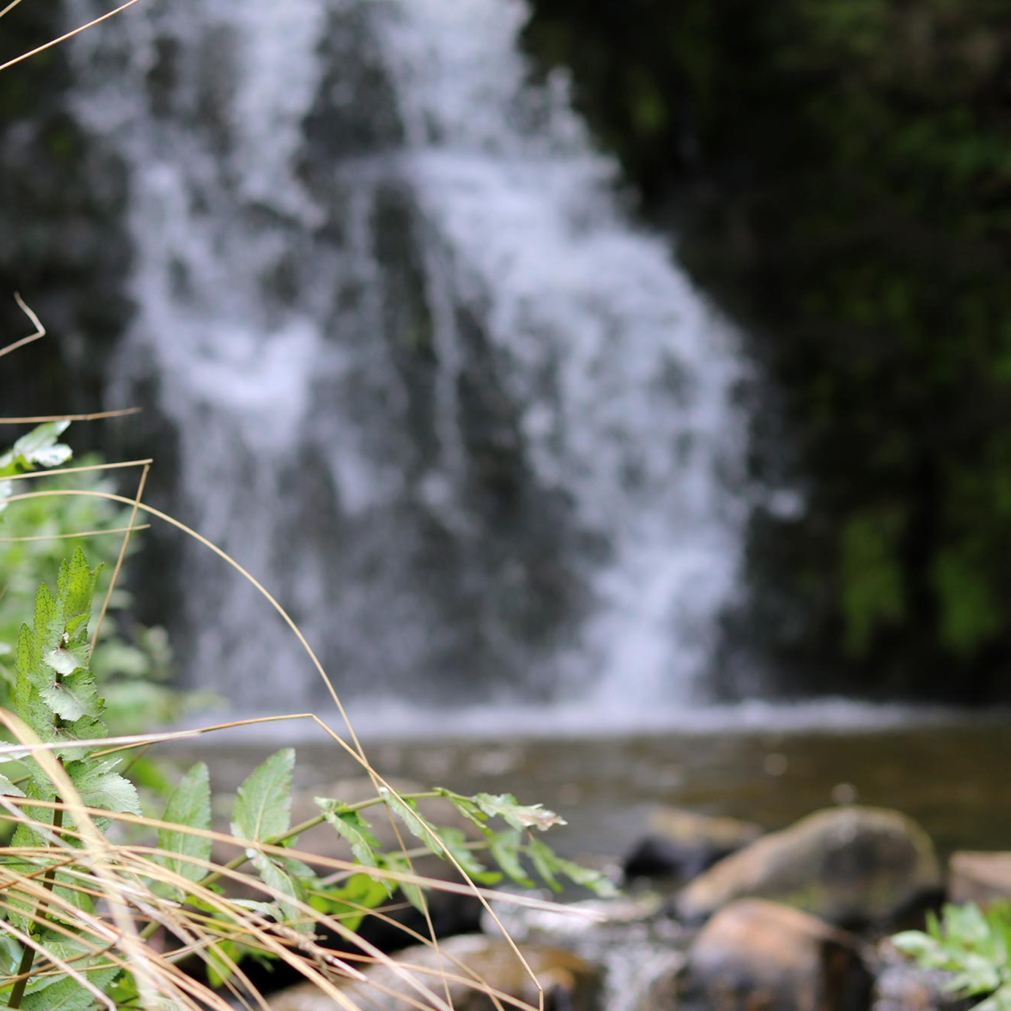 Waterfall Walk - Strawberry Picking Farm, Bombay Auckland