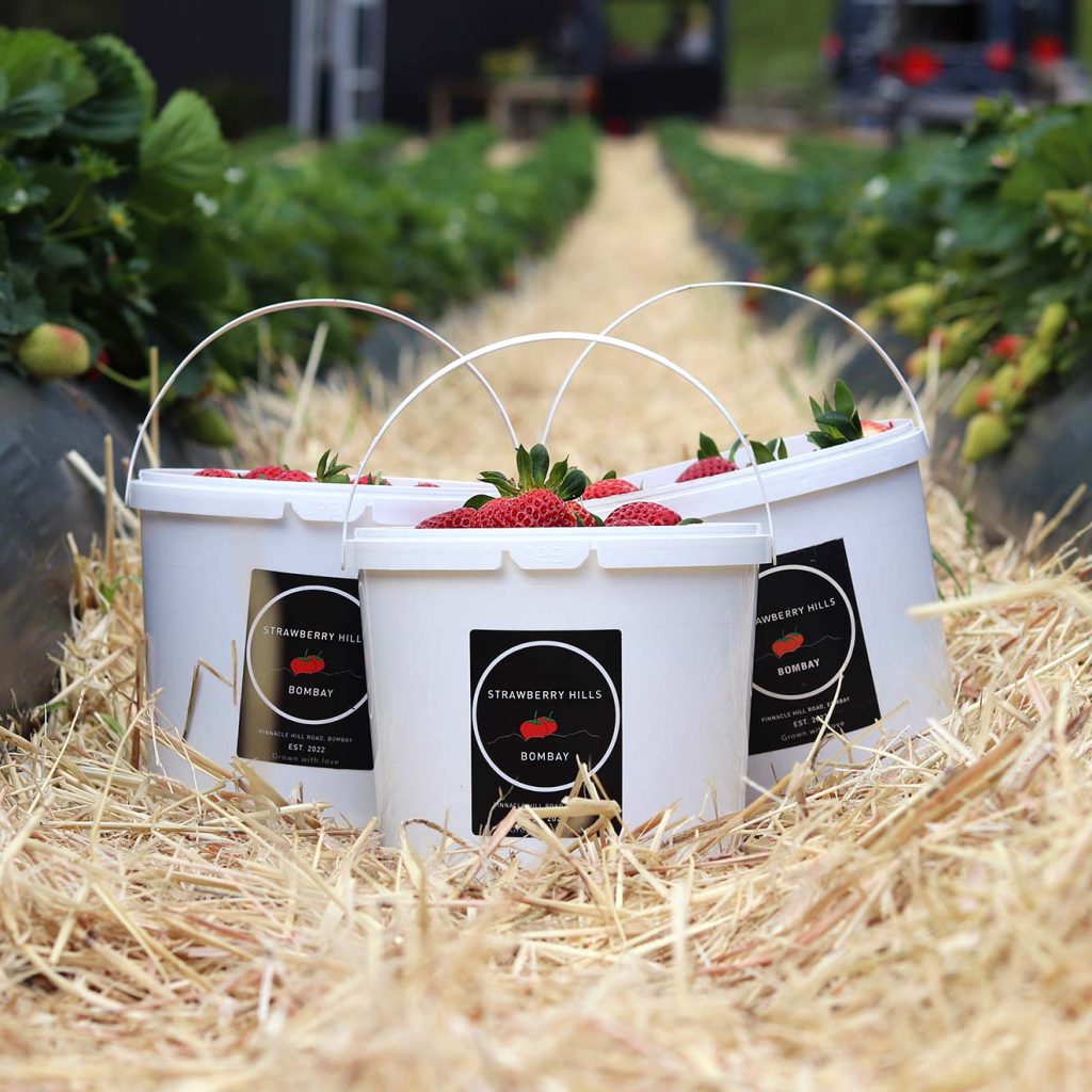 Pick Your Own - Strawberry Picking Farm in Franklin, Auckland